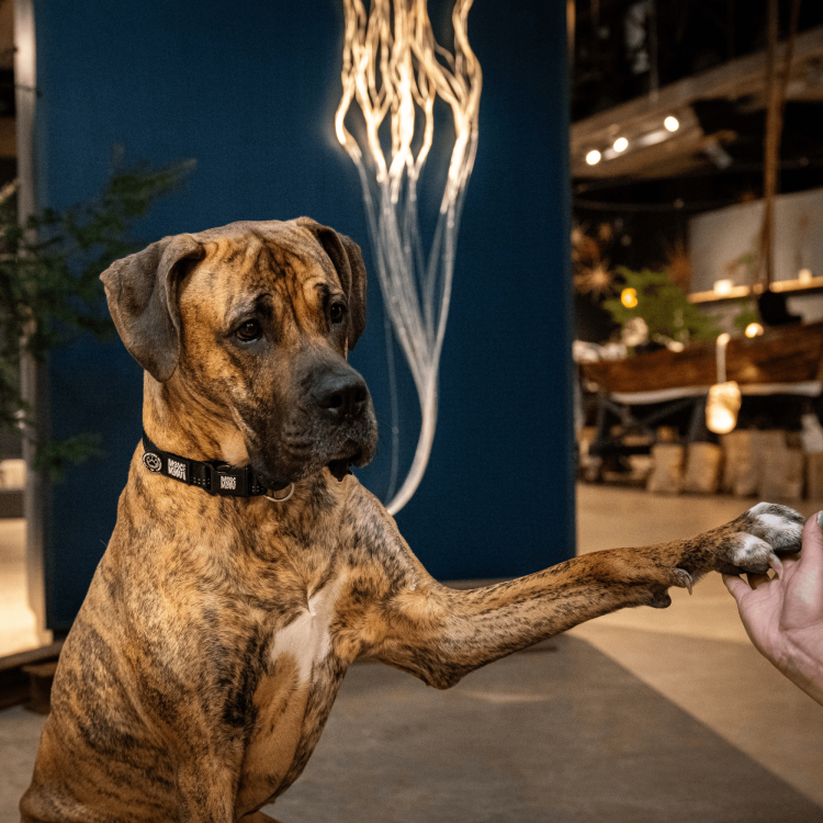 GOTCHA! Smart ID Collar - Matrix 2.0 Black | Max & Molly